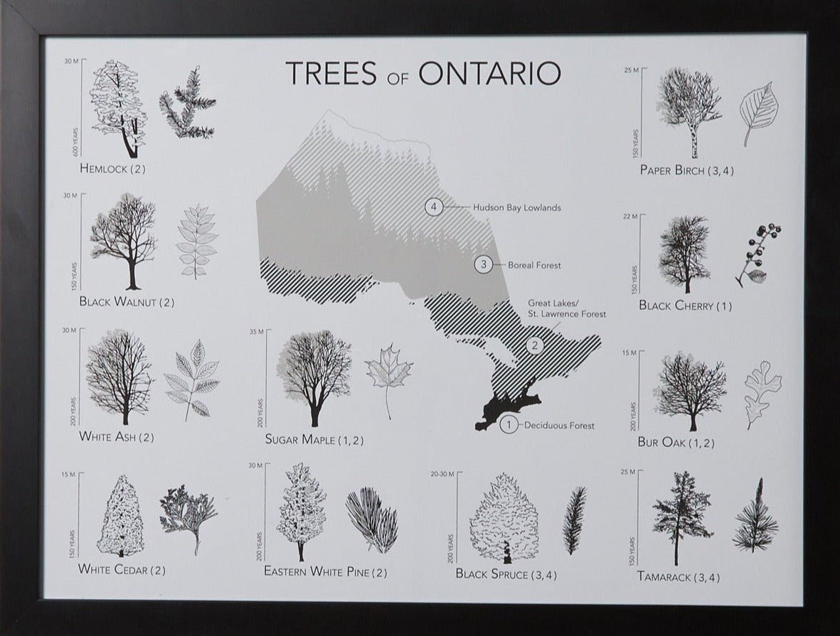 Trees of Ontario Print at Maker House Co.